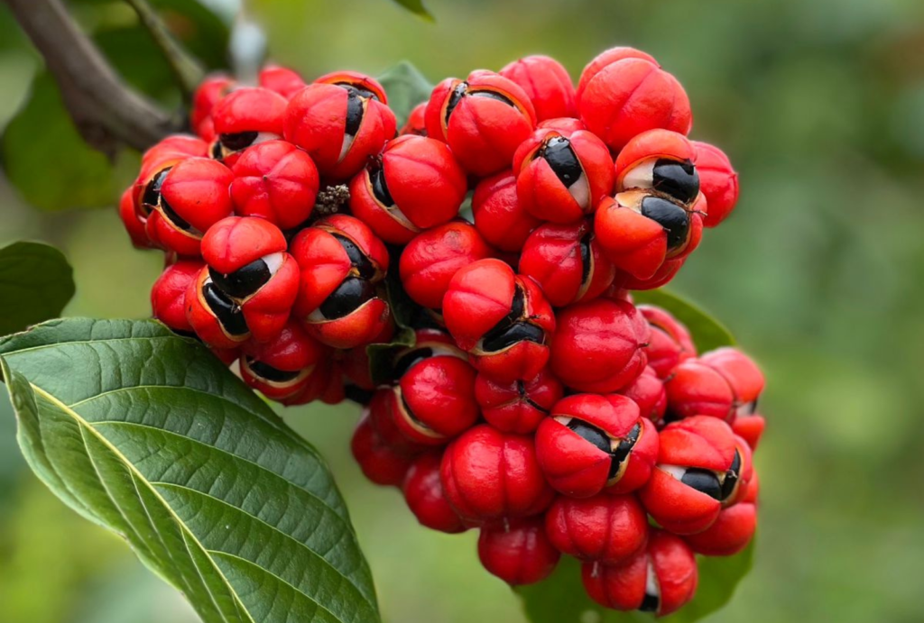 Guaraná do Brasil – Nossa fazenda tem o orgulho de produzir um produto ...